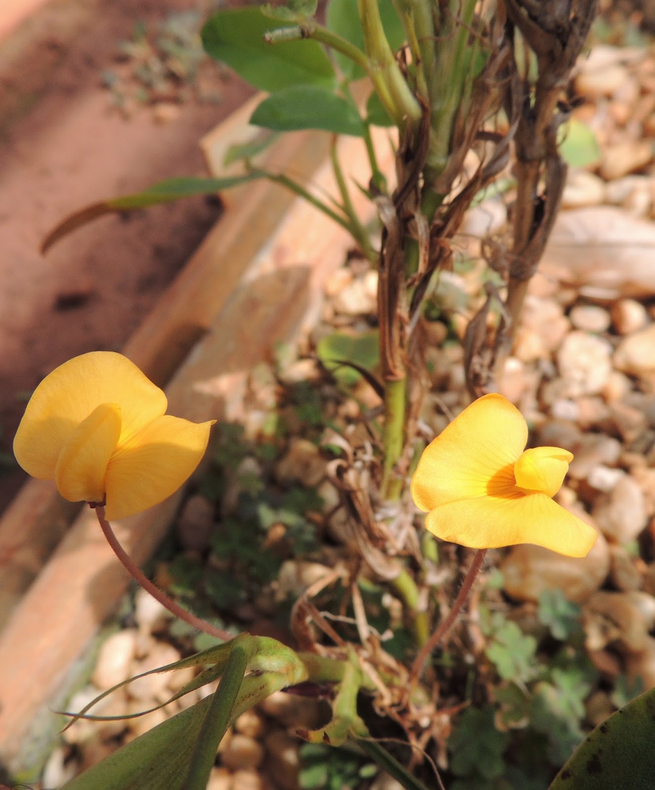 Fabaceae - Leguminosae no Brasil: Fabaceae - Arachis cryptopotamica ...