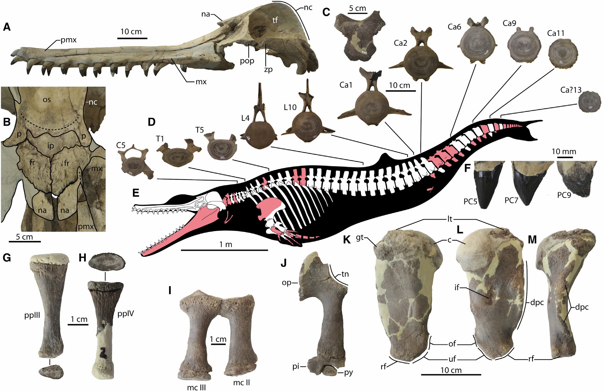 The Coastal Paleontologist: Ankylorhiza tiedemani, a giant dolphin from ...