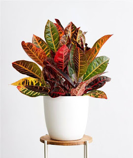 JardinagemHorganica: CONHECENDO CRÓTON