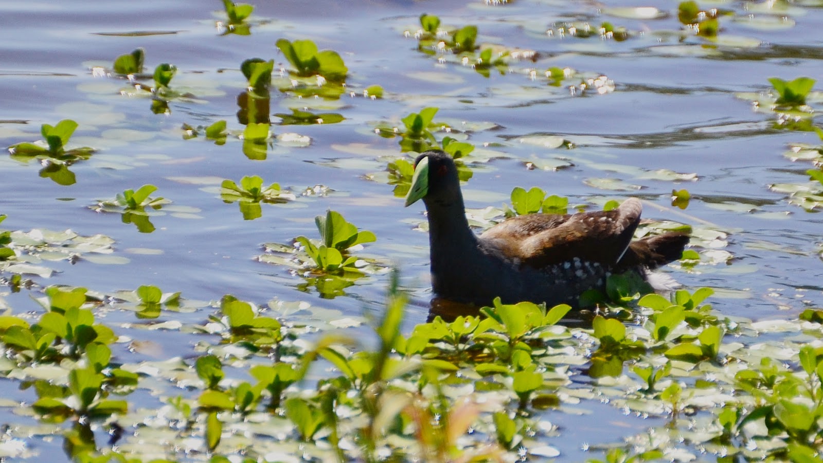 Aves de La Floresta: Polla pintada