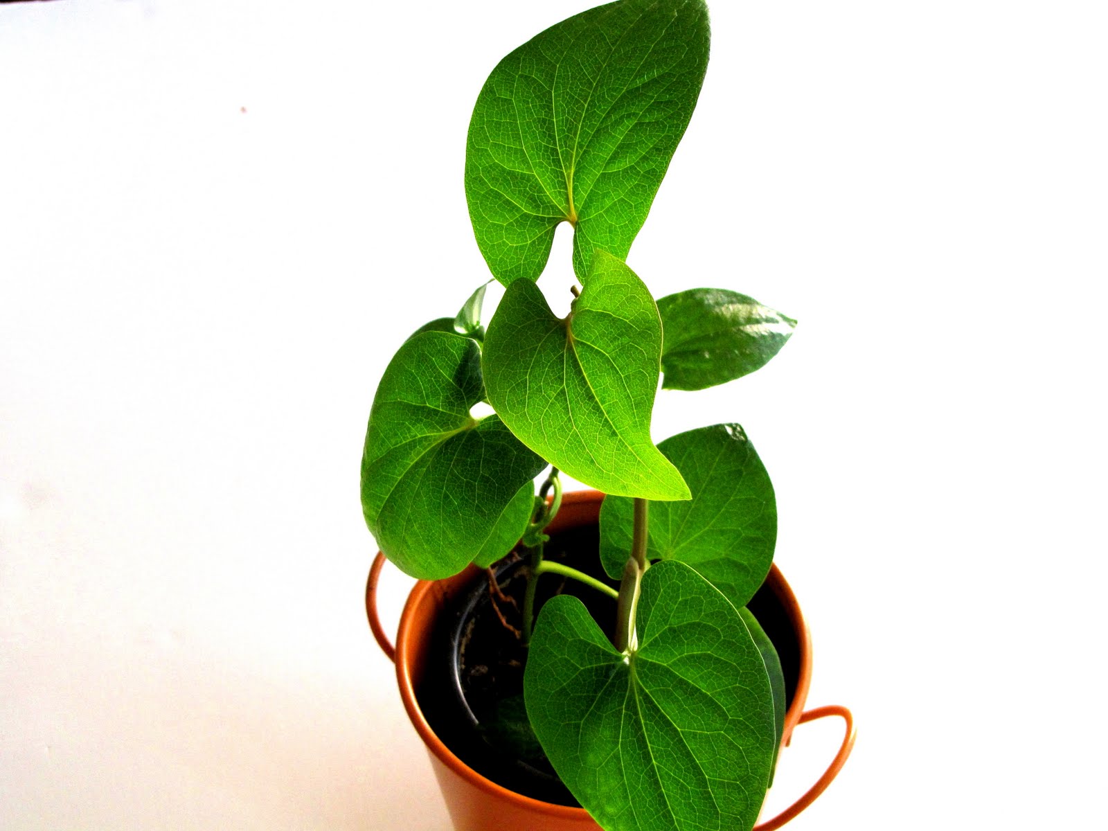 themustardseed......: Sweet potato kheer