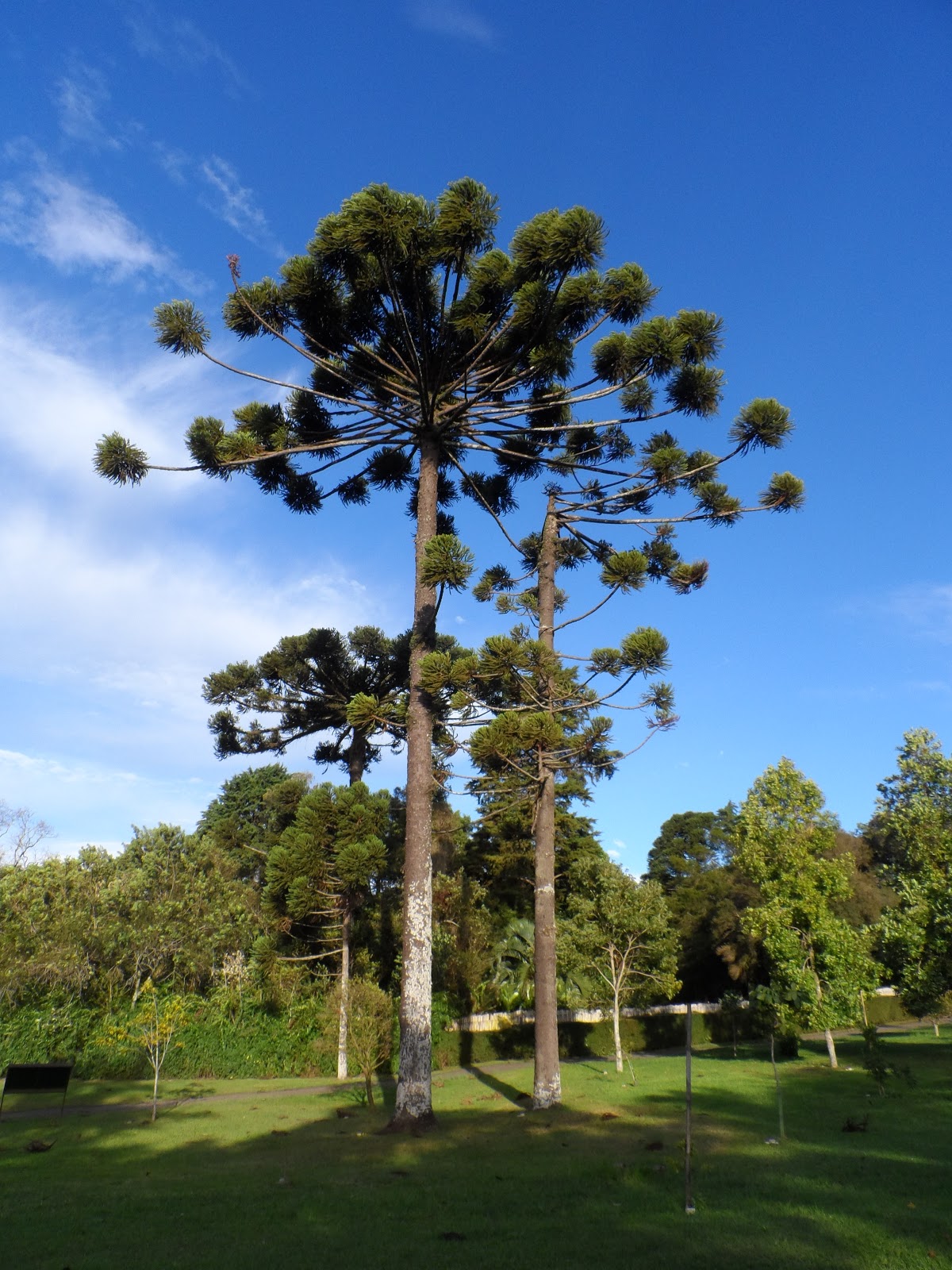 Araucária [Araucaria angustifolia (Bertol.) Kuntze] | A planta da vez
