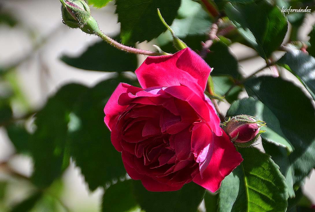 OCIO y CULTURA : Rosa, rosae, de la primera declinación