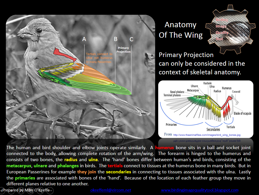 Birding Image Quality Tool: Gestalt - The Limitations of Primary Projection