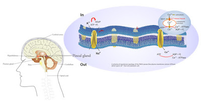 Science For All - Ciência para Todos: T91. Calcium and Brain Function