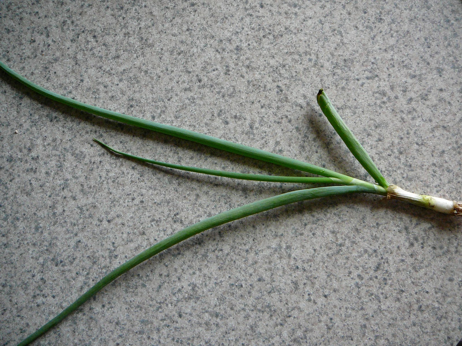 My Apartment Garden: Grow your own Scallions (Spring Onion or Green Onion)
