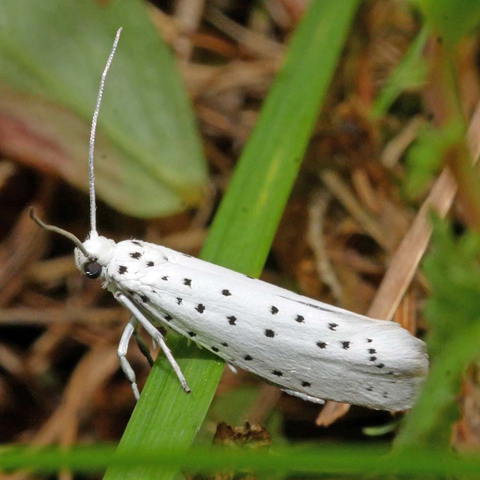 CABINET OF CURIOSITIES: Small ermine moth