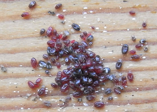 Julian's Journal: The Natural Solution for Red Mite/Northern Fowl Mites ...