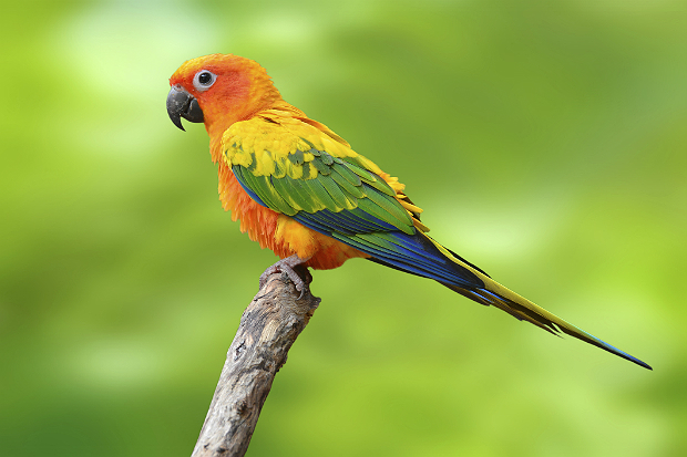 Periquito Jandaia (Aratinga jandaya)