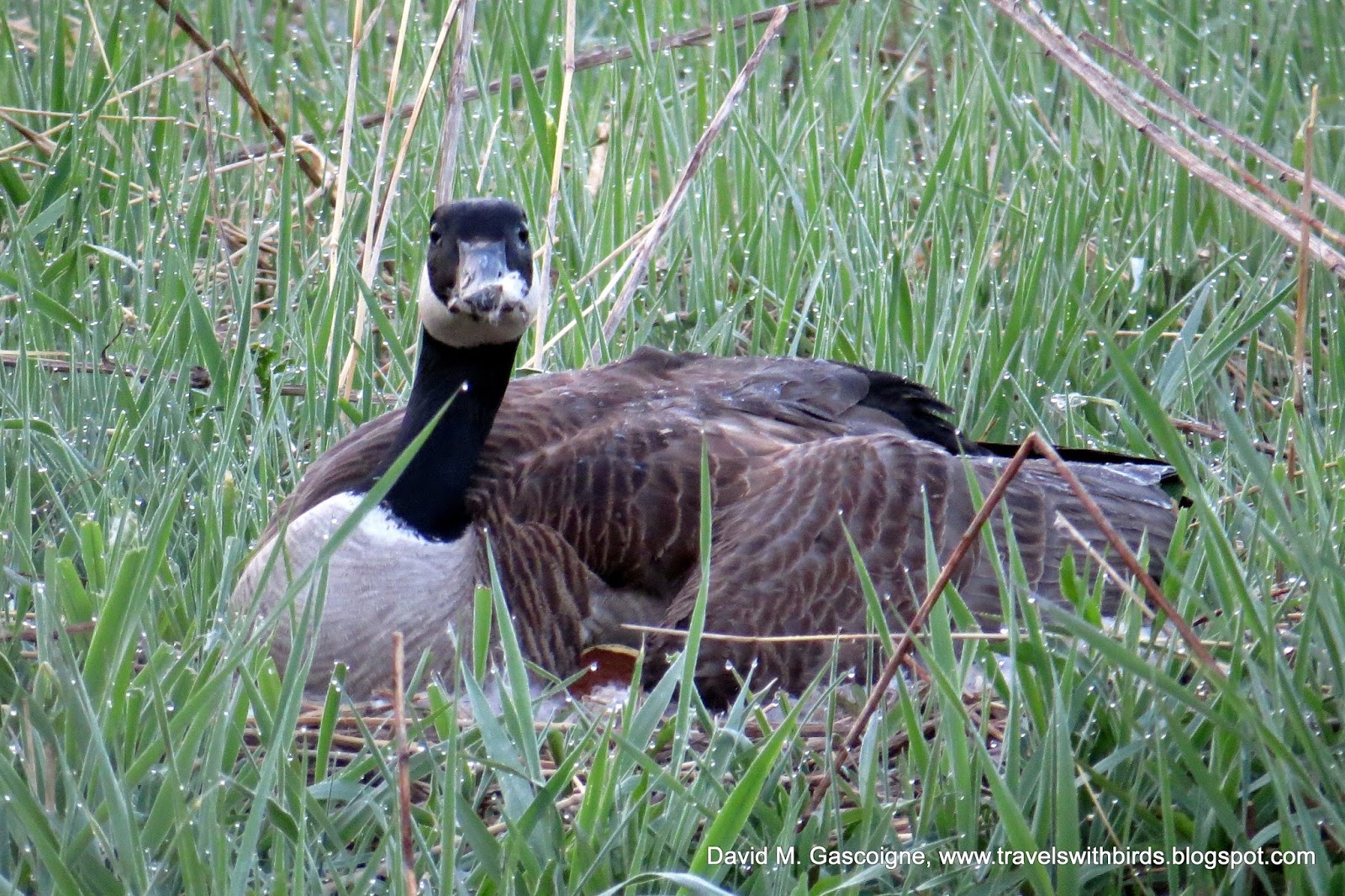 Woodlot at the University of Waterloo, Waterloo, ON - Travels With Birds