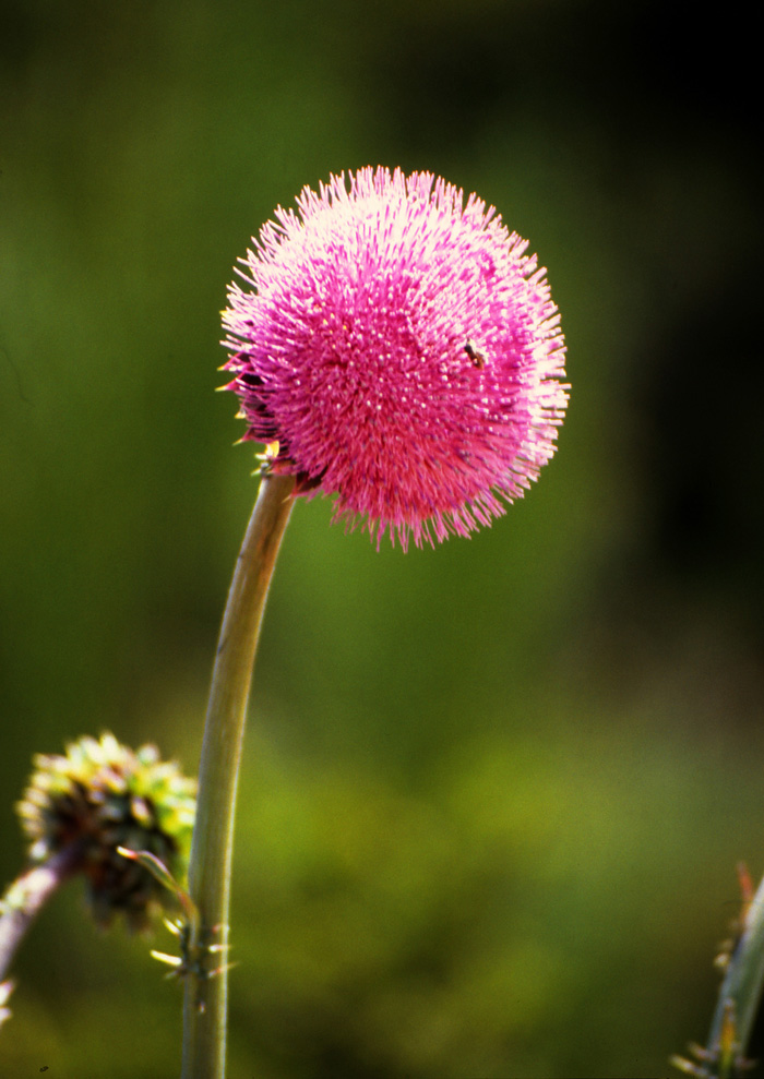 Patagonia, Chile, el mundo.: LA FLOR DEL CARDÓN