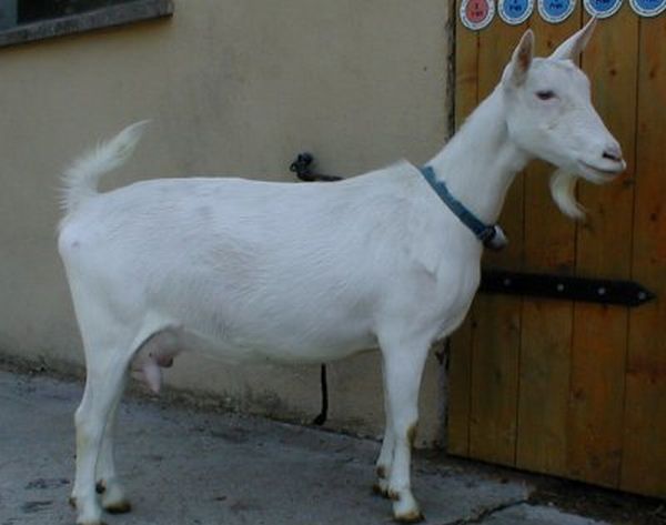 Capre de vanzare-rasa Nobila Germana | Vanzare capre de rasa