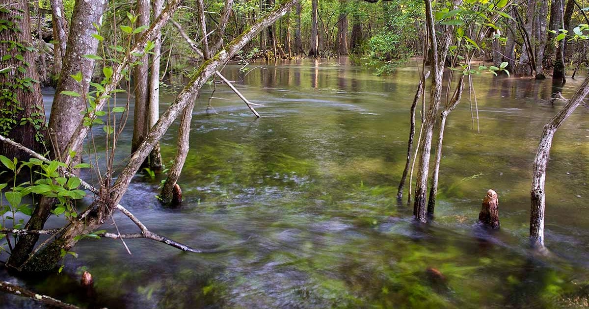 Bob's Photos: Wakulla's wondrous water world