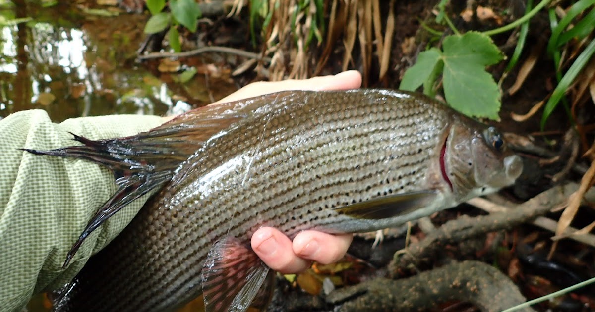 Small Stream Grayling