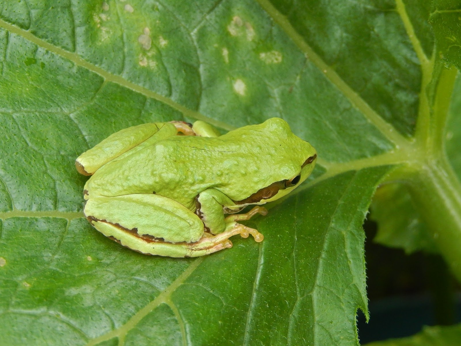 Powell River Books Blog: Coastal BC Reptiles: Pacific Chorus Frog