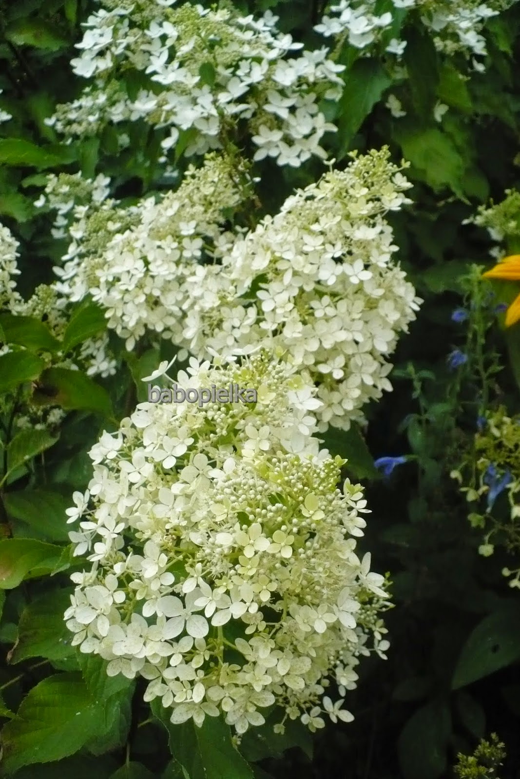 Hydrangea, Hortensja: Hydrangea paniculata (Hortensja bukietowa) 'Mega ...