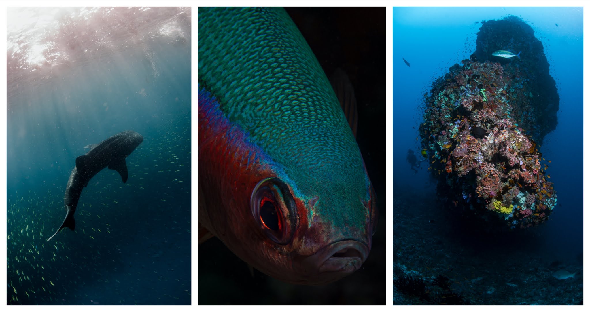 diveOceanus Maldives