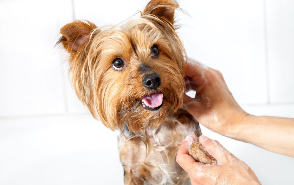 ¿Cómo bañar a un perro si no le gusta el agua?