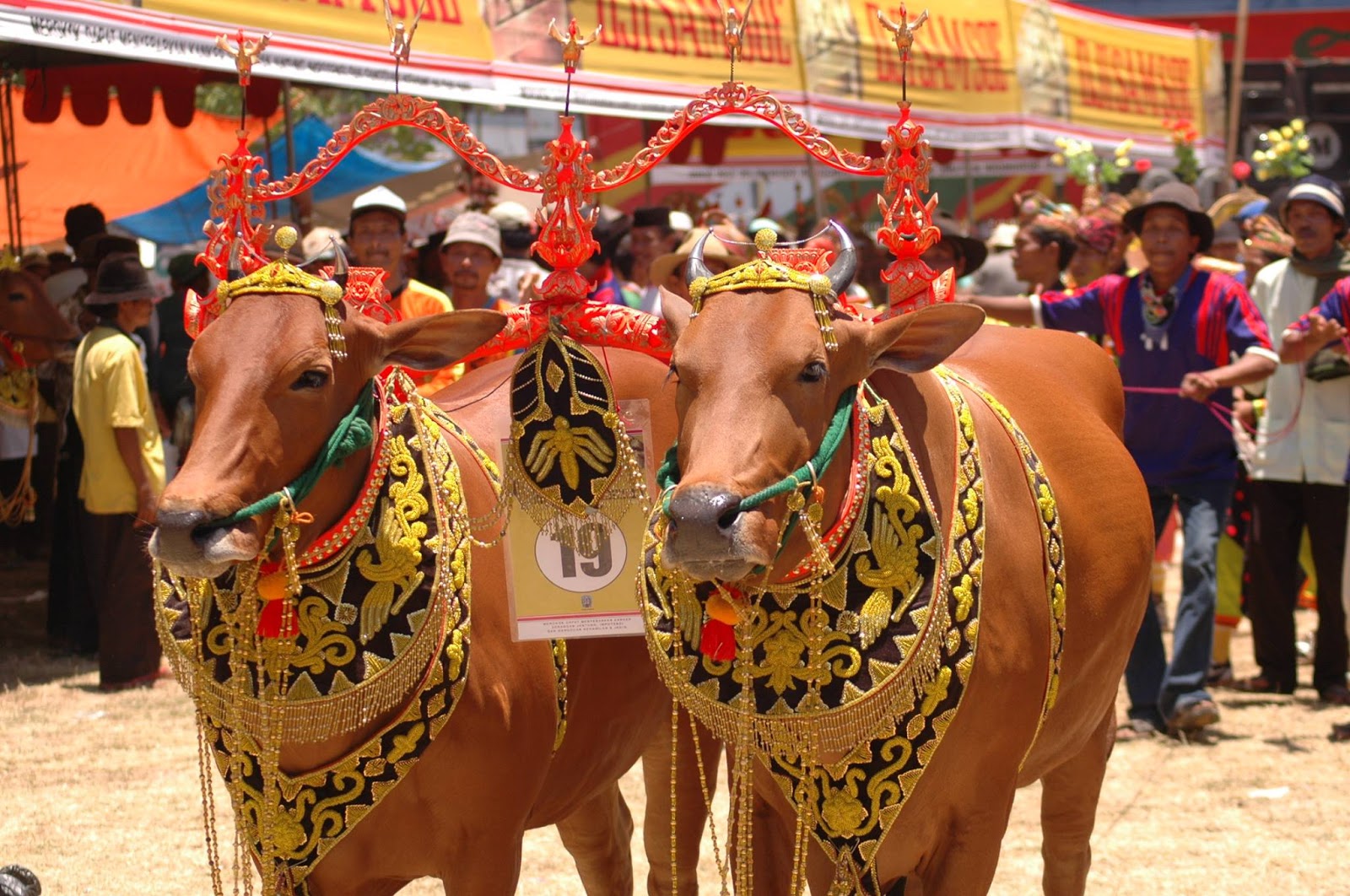 SAPI SONOK, Potret Budaya Madura