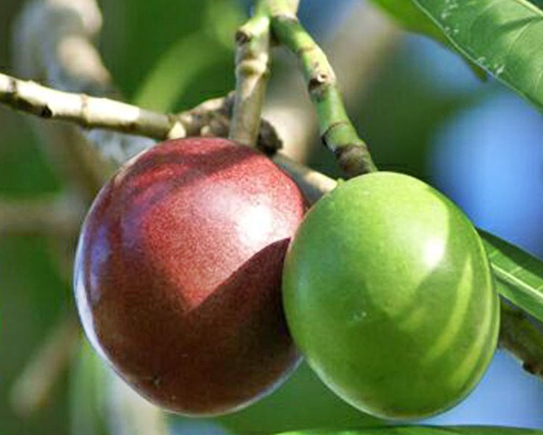 Sewa Tanaman Hias / Rental Tanaman Hias: Buah Bintaro, Buah Beracun ...