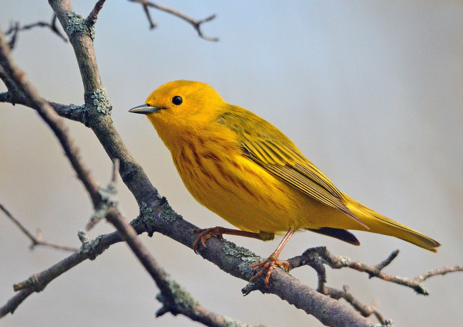 Recent Sightings: More Ohio Trip Bird Photos