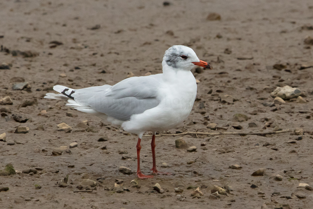 Colyton Wildlife: Med Gull showing well (plus patch update)