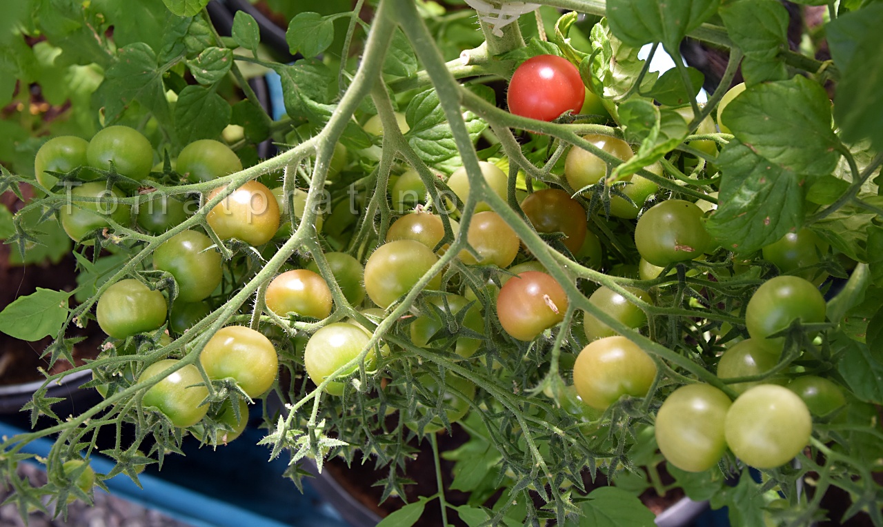 Helenes Tomater: Rose Quartz Multiflora