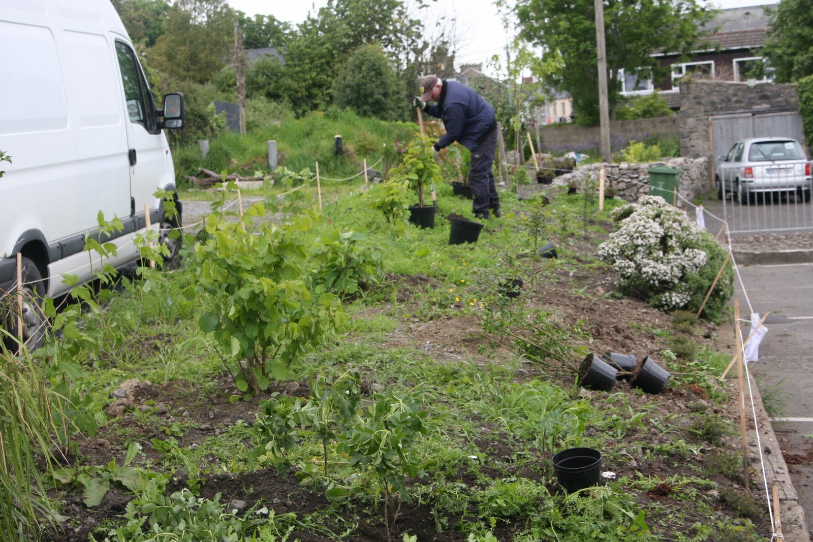 Bee Limerick: Biodiversity friendly planting scheme in Limerick City