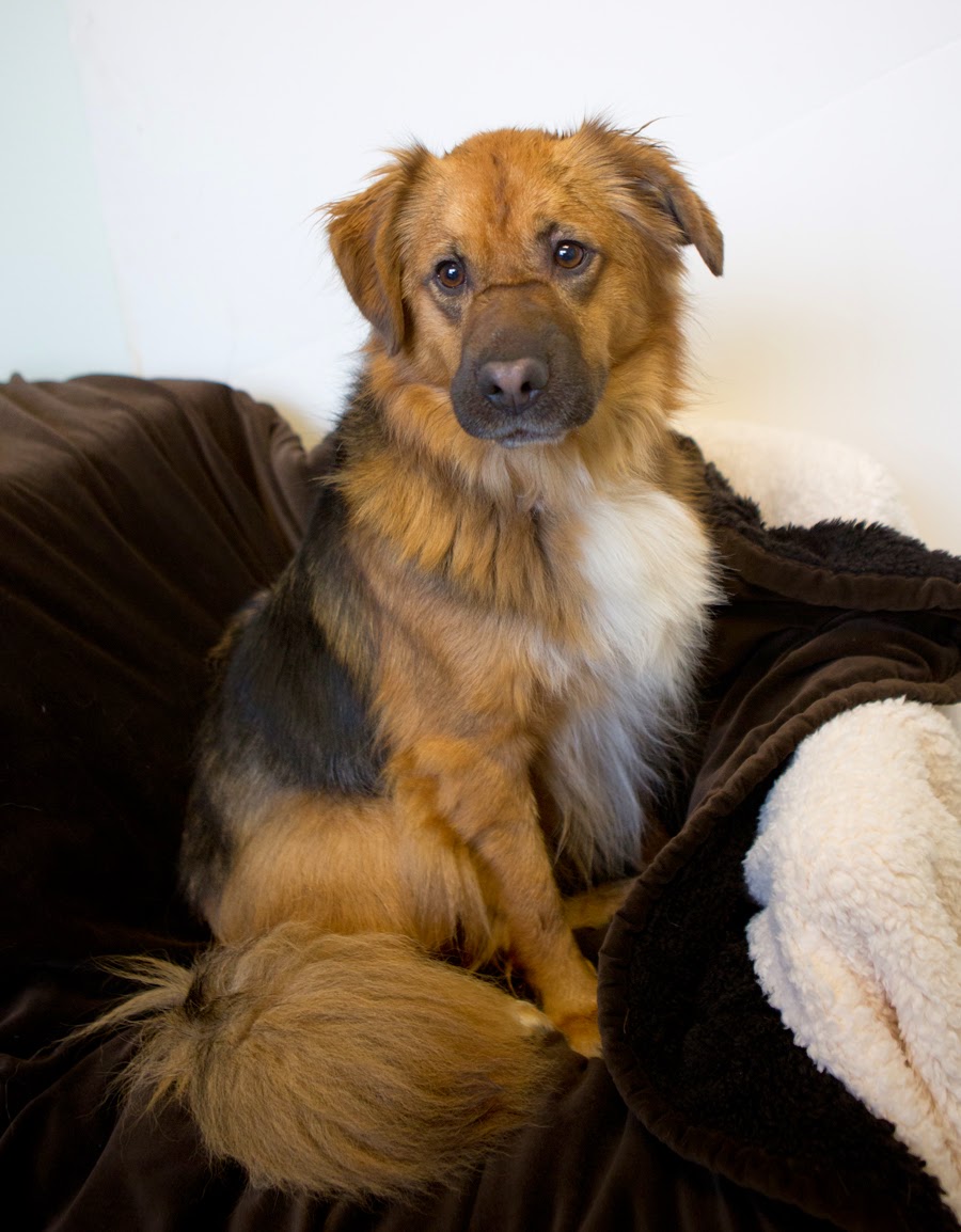 Shelter Dogs of Portland: "GINGER" (aka Penelope) pretty Aussie mix