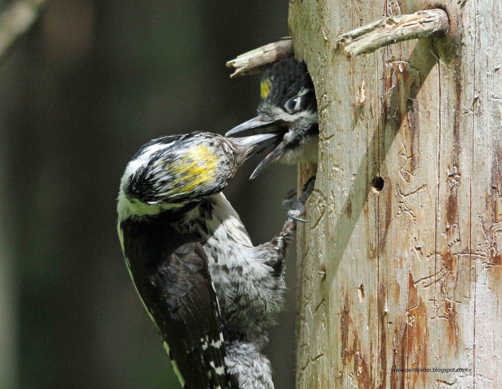 OSLO BIRDER: Two-toed Woodpecker