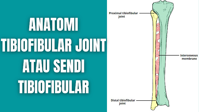 Anatomi Tibiofibular Joint atau Sendi Tibiofibular Pada Manusia ...
