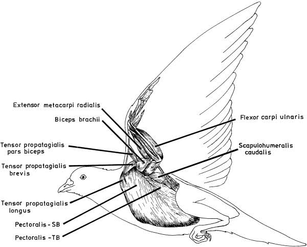 VET UNIVERSE: How Does a Bird Fly??The Flying Mechanism of Birds & The ...