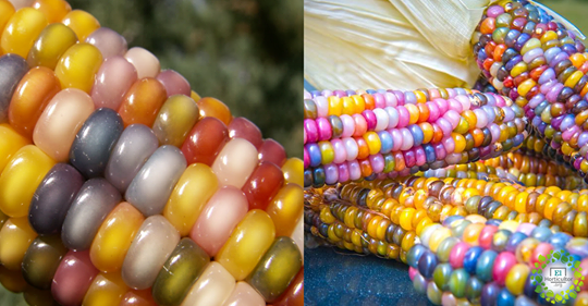 PRENSA ITV PERU: MAÍZ 'ARCOIRIS' ORGULLO DEL PERÚ: AGRICULTORES ...