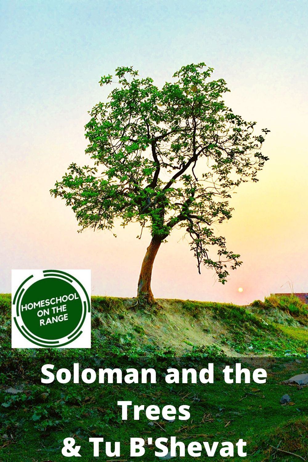 Homeschool On the Range: Tu B'Shevat with Solomon and the Trees