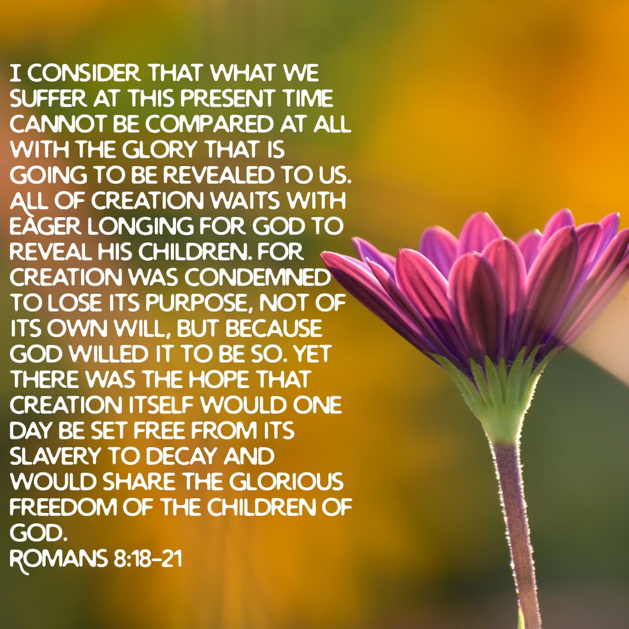 Romans 8 21