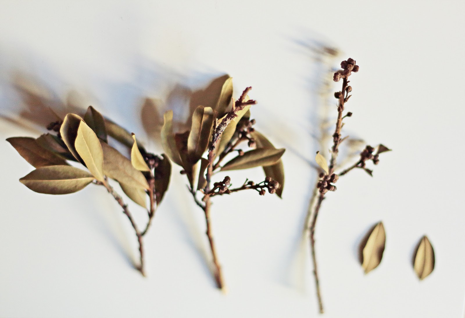 CUT and DRY : Mountain-laurel, Bay-laurel or Daphne of Apollo