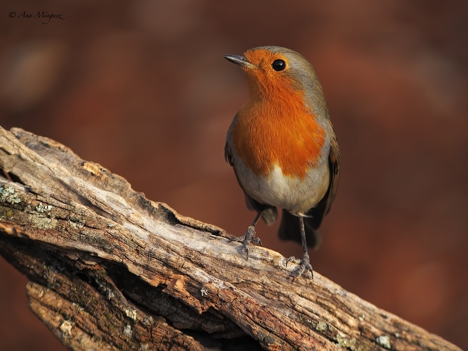 NATURANAFOTOS: Petirrojo