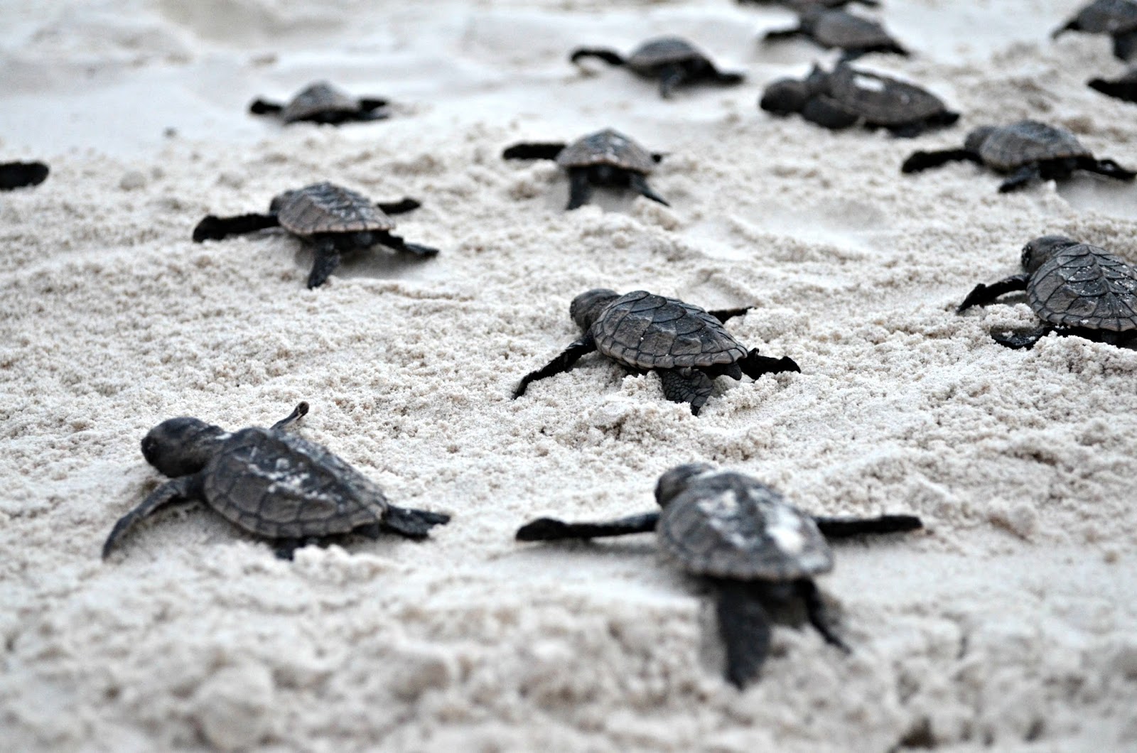 Skip to Malou : Turtle Hatchlings