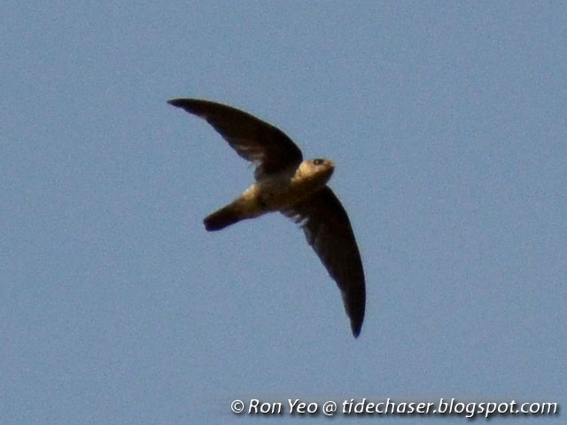 tHE tiDE cHAsER: Swifts (Phylum Chordata: Order Apodiformes) of Singapore