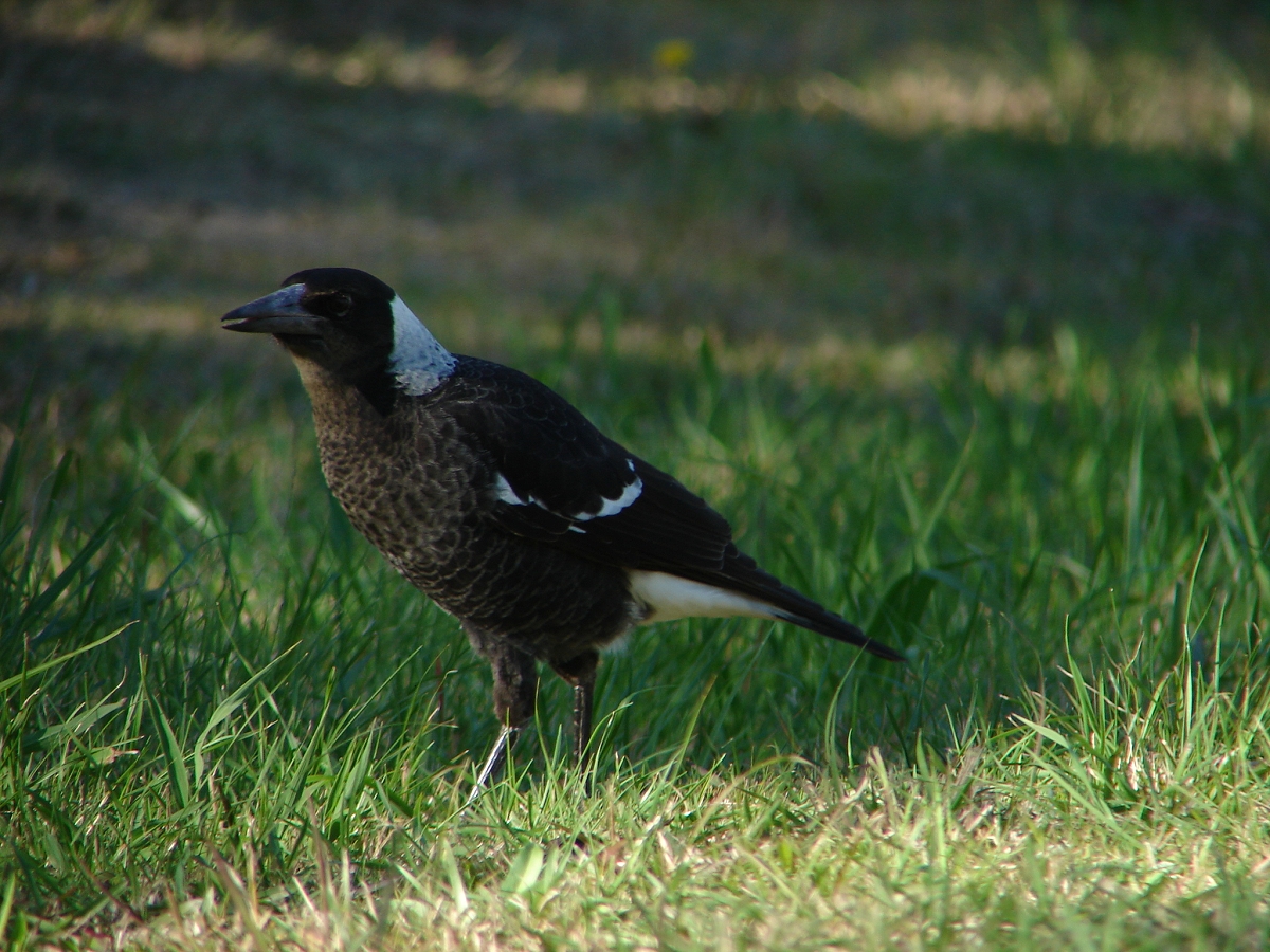 Snap Happy Birding: Australian Magpie