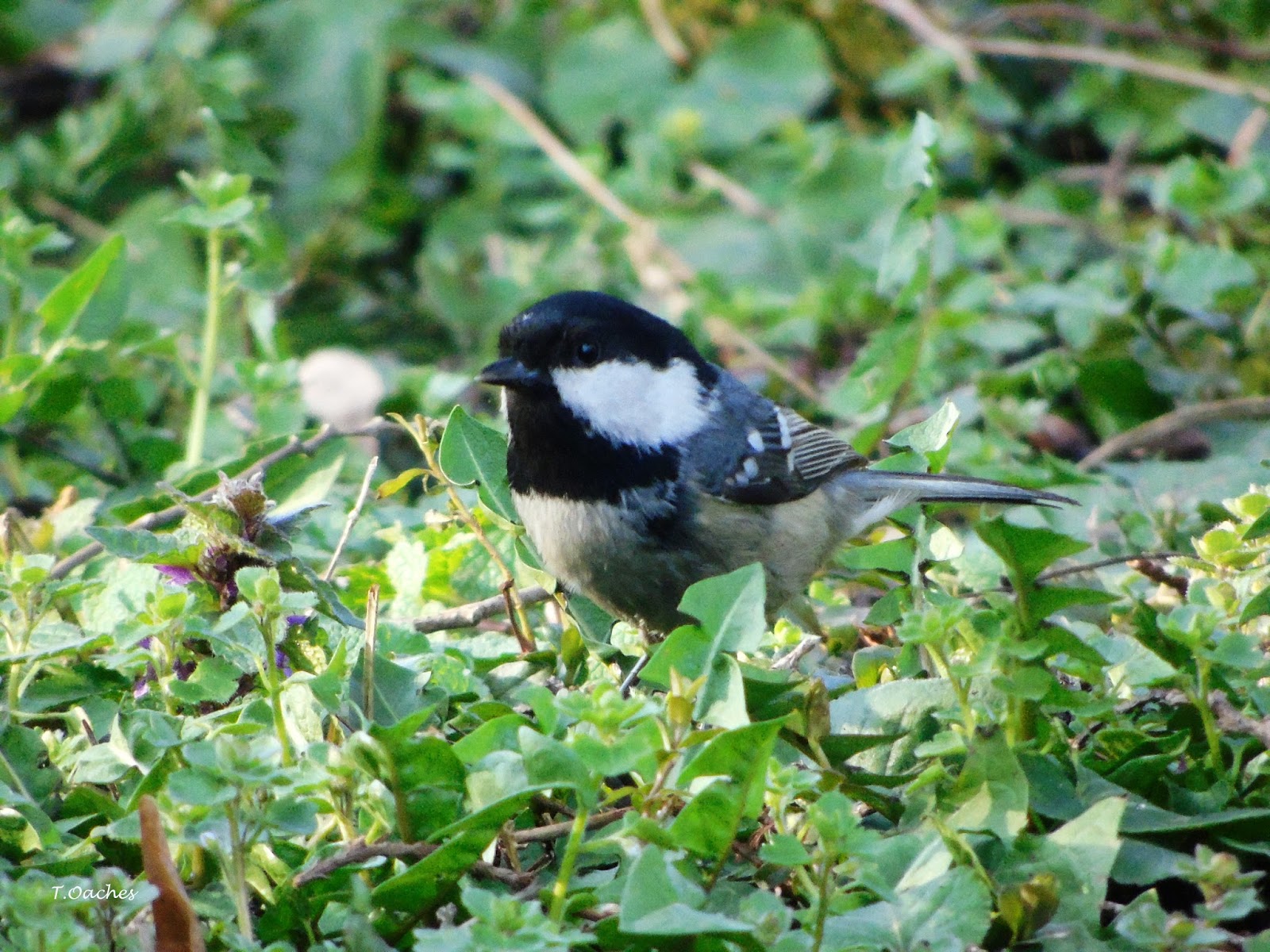 PASARI DIN ROMANIA: PITIGOI DE BRADET, Periparus ater