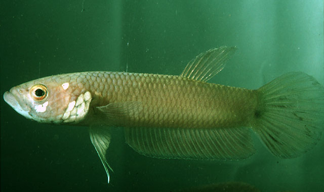 Eyespot Mouthbrooder - Betta ocellata ~ Nice Betta