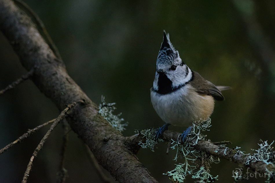Foture: Tutt-tihane, Lophophanes cristatus