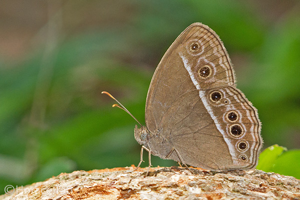 Butterflies of Singapore: Life History of the Dark Brand Bush Brown