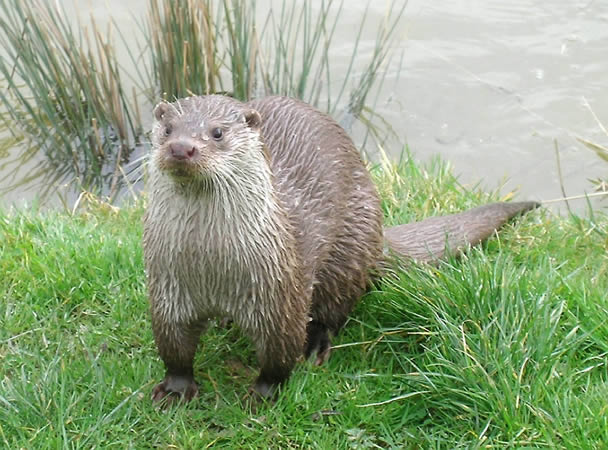 Baby Otters,I love milk as every baby: VIDRA / OTTER-PRESLATKA ...