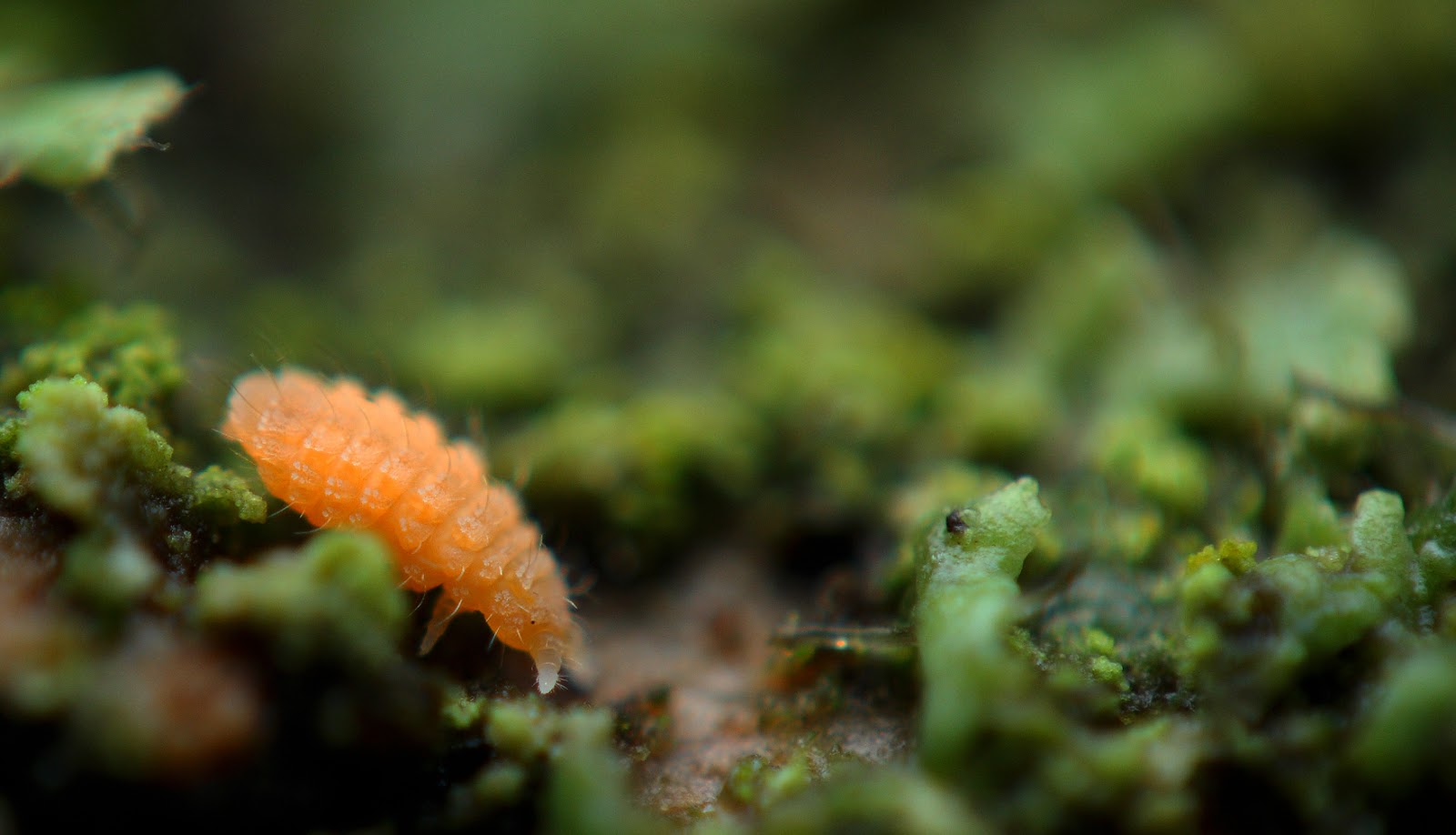 JJ's Photographic nature blog: Tales of springtails, as autumn tails ...
