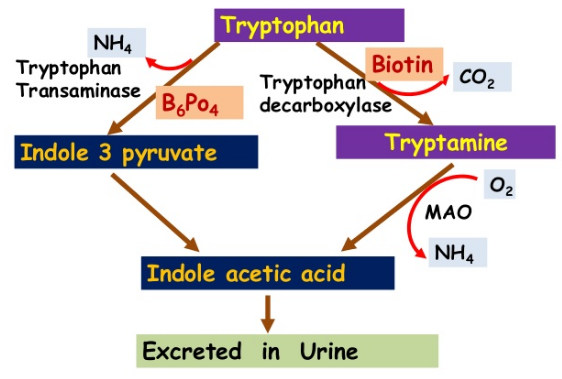 Help For Mood Disorders: TRACE AMINES IN BRAIN