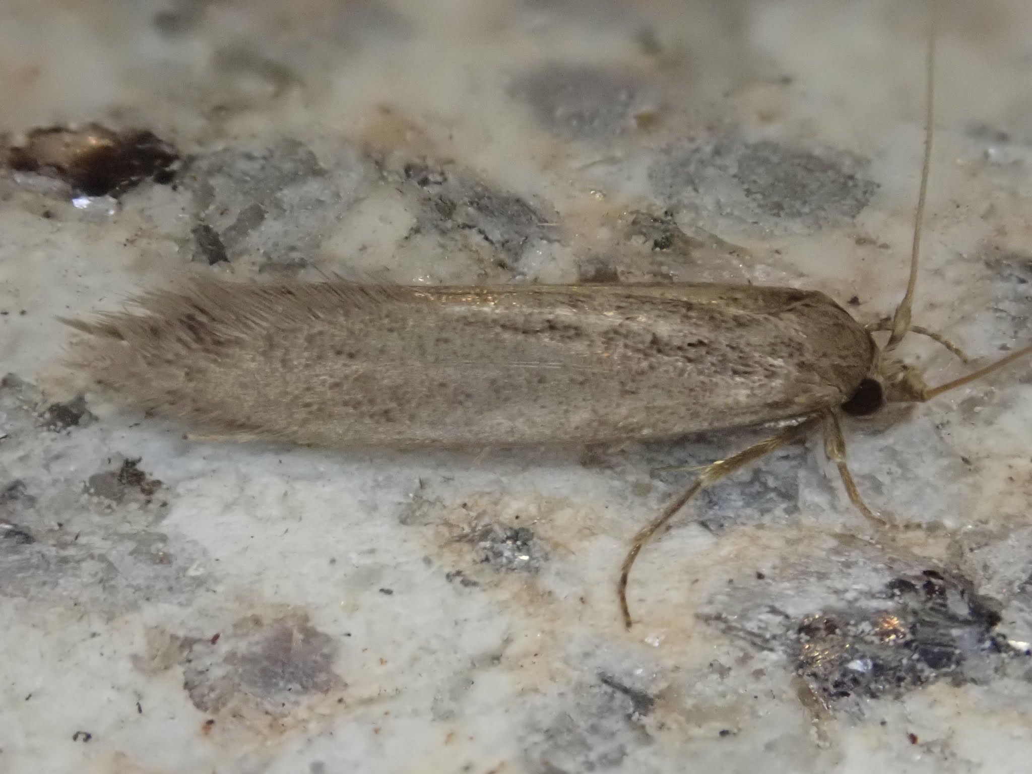 LEPIDOPTERA by Ed 3: Opogona omoscopa