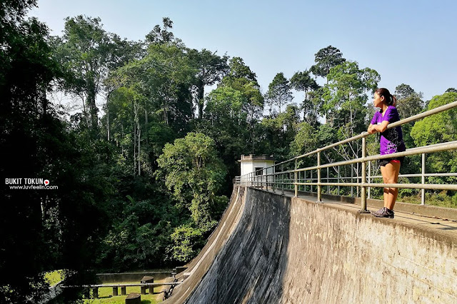 Bukit Tokun 大山脚卓坤山[必拍]大树 - 乐飞翎 ♥ LUVFEELIN