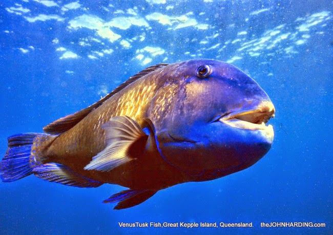 PARROTFISH photos - wallpapers (ανανεωμένο) | the fun bank